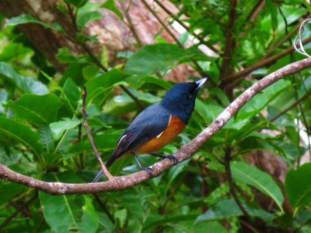 Blake and Deb in Fiji: Fiji Critter Profile - Birds